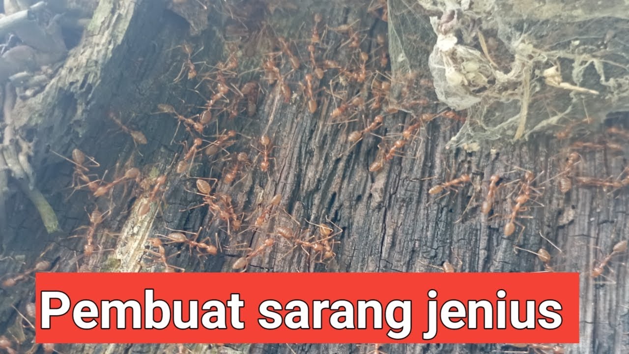 Koloni Semut Rangrang Merah Pembuat Sarang Jenius - Siestita - YouTube