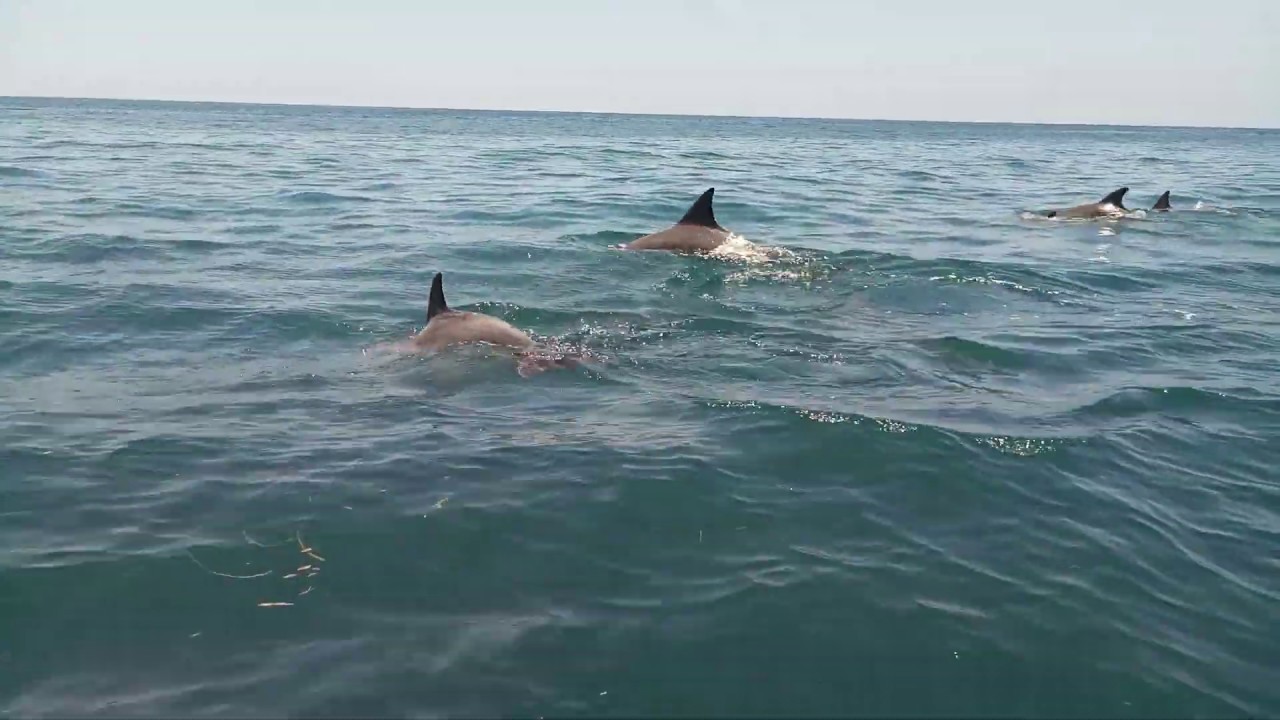 dolphin tour at diani beach - YouTube