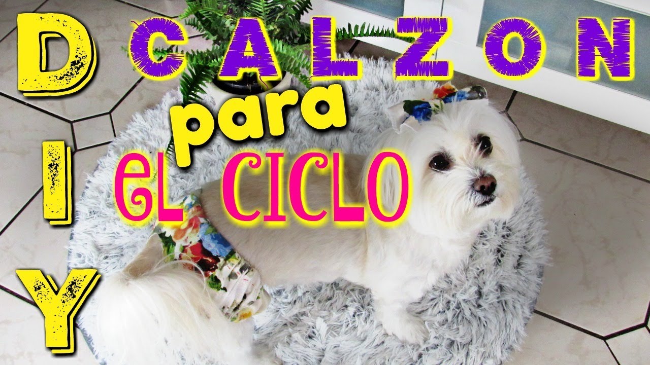 DIY Calzon o Braguitas para PERRITAS en CICLO I Lorentix - YouTube