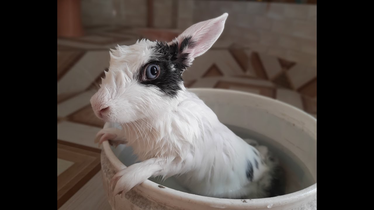 My cute Rabbit bathing - YouTube