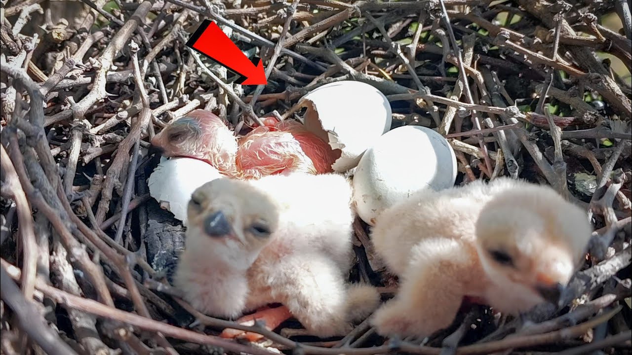 Baby Falcon bird is hatching from an egg @BirdsofNature107 - YouTube