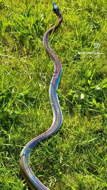 Big #Iridescent Northern White Lipped Python - YouTube