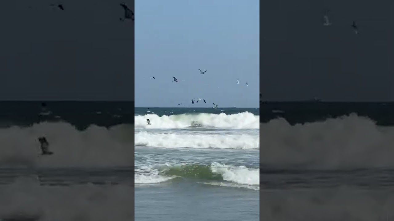 The Seagulls are Going CRAZY!! - YouTube