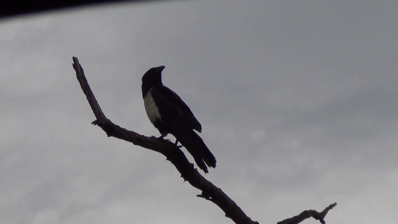 South African Pied Crows in road and tree - YouTube