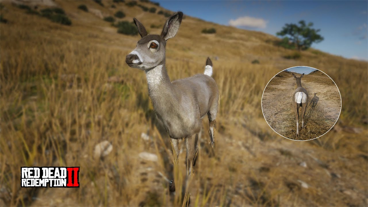Mule Deer | RDR2 - YouTube