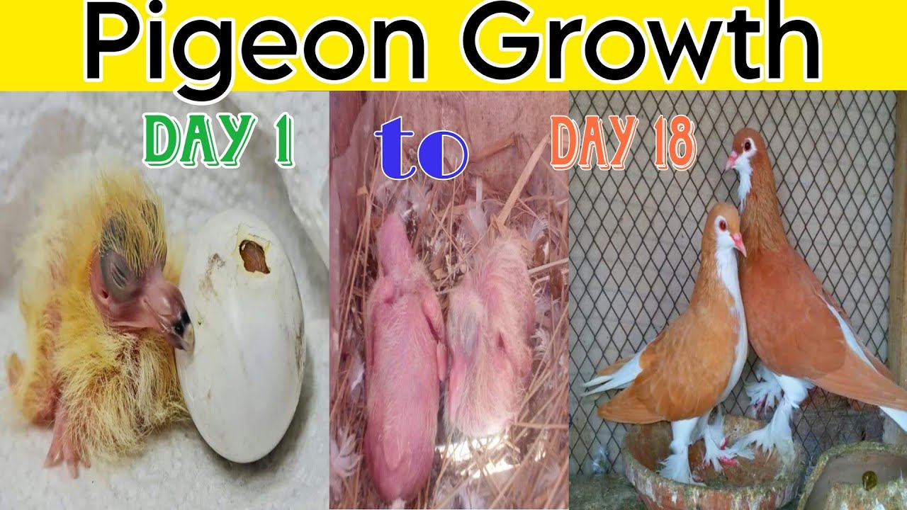 Complete video from pigeon eggs to young pigeons | Day to Day growth ...