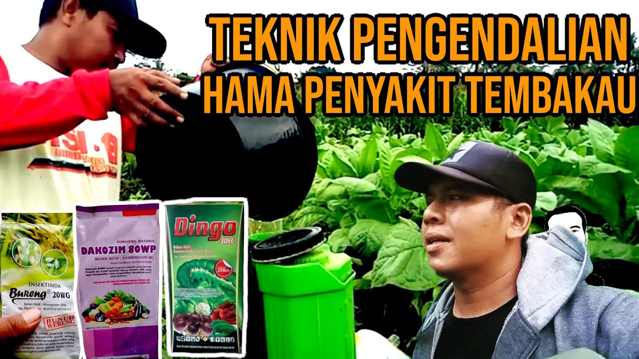 Teknik pengendalian hama penyakit tembakau #tembakau - YouTube
