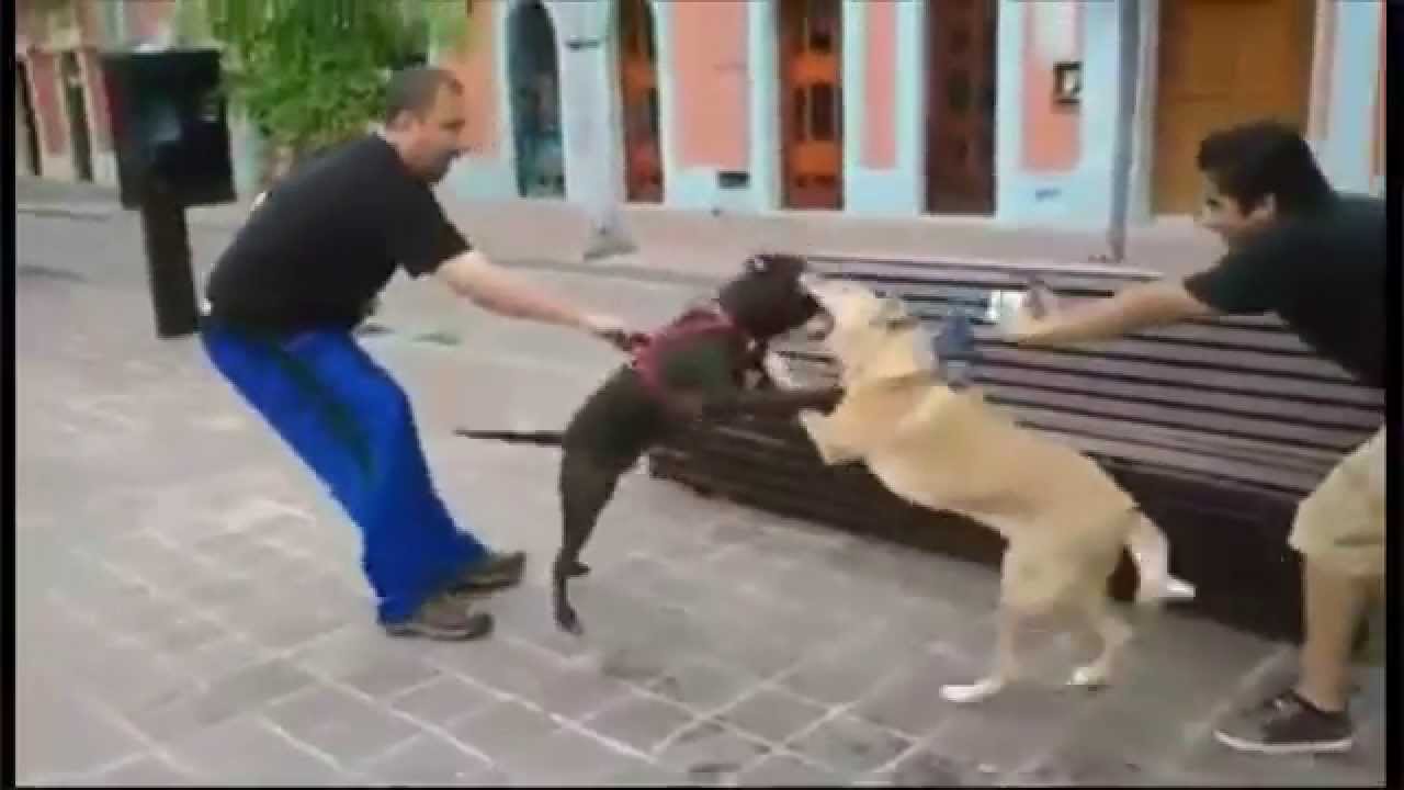 Perro pitbull ataca a un perro labrador en Plazuela Machado, Mazatlán ...
