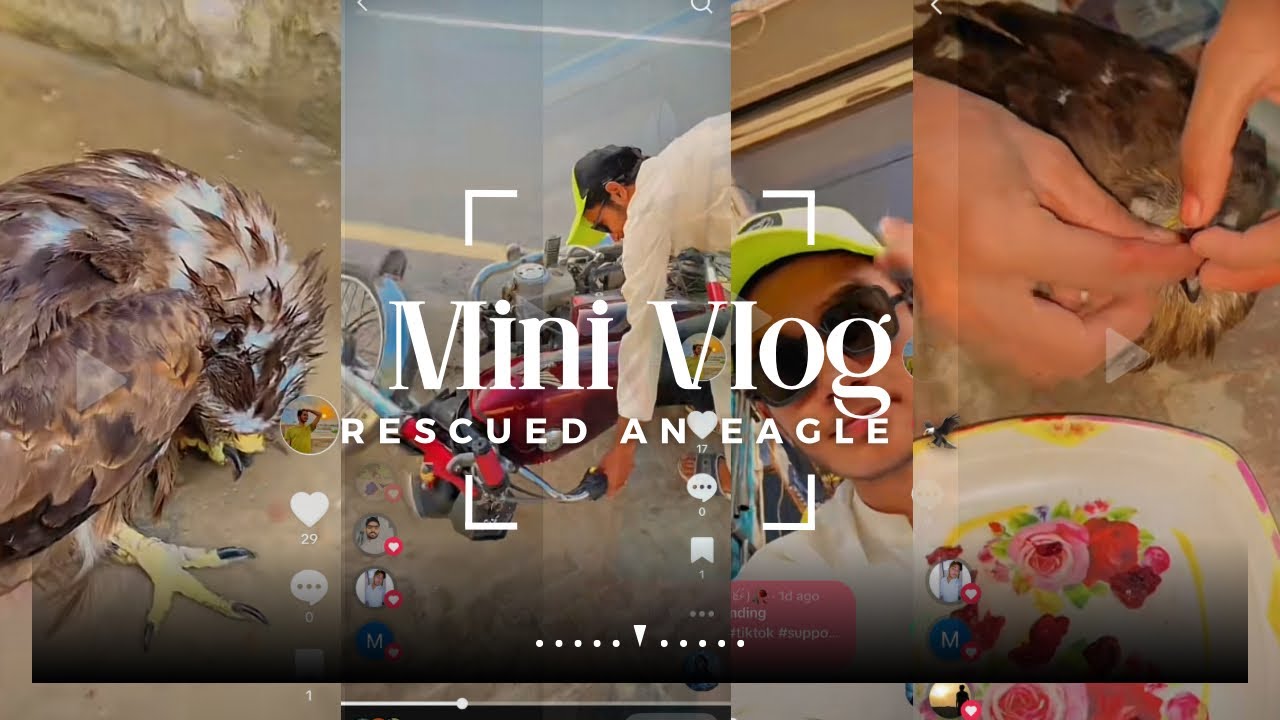 I Rescued an Eagle 🦅 | Mini Vlog | EP #026 #viral #pets #petsvlog #rescue - YouTube