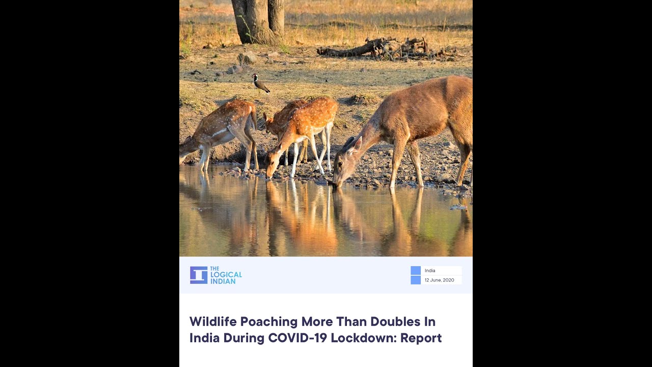Wildlife Poaching More Than Doubles In India During COVID-19 Lockdown ...
