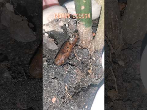 What Insects Look Like A Brown Cacoon