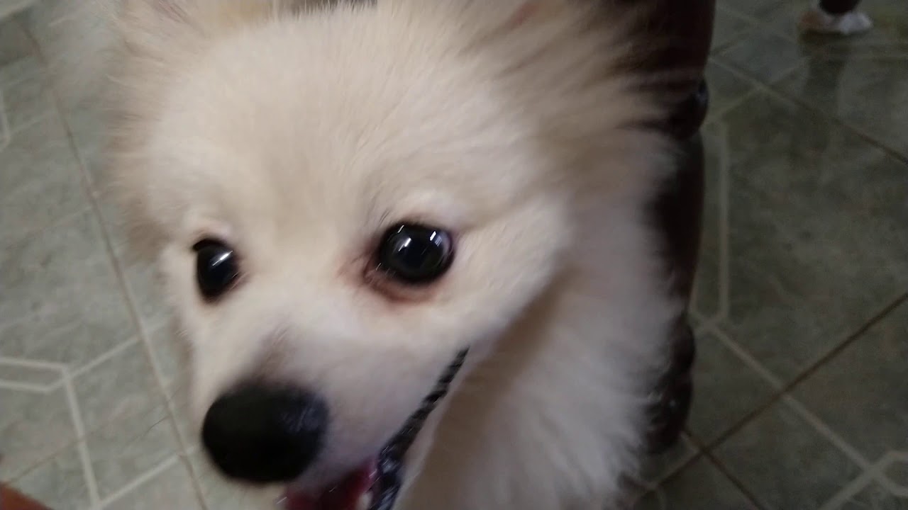 Canelo el perro hermoso 🐕 - YouTube