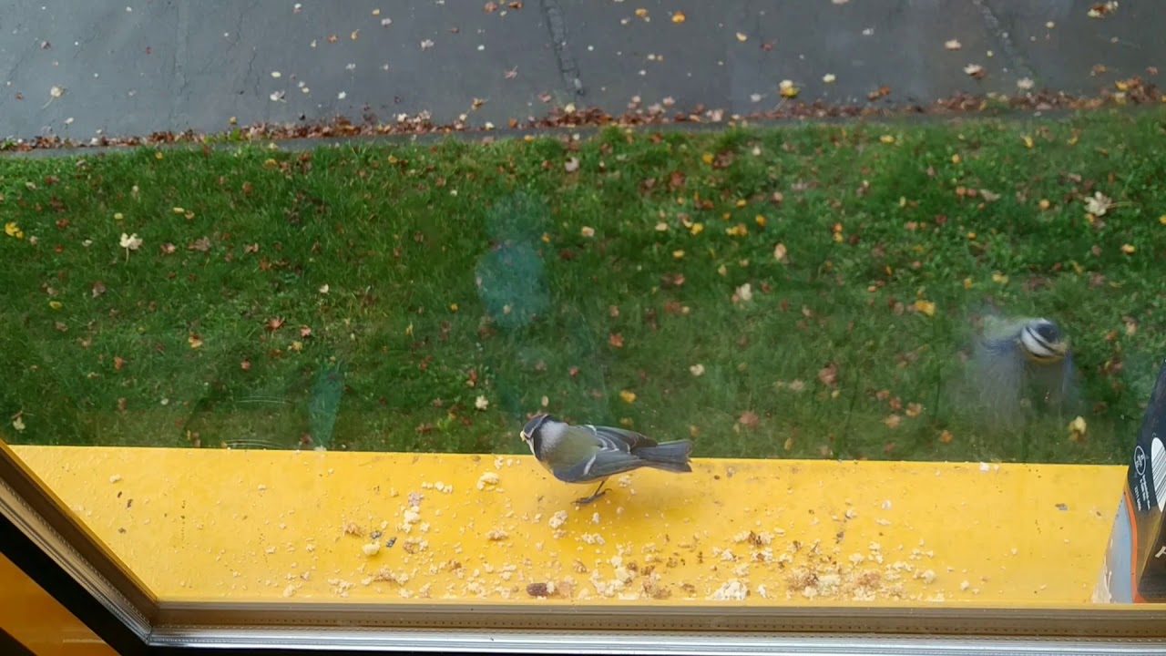 Vogel Essen brot - YouTube