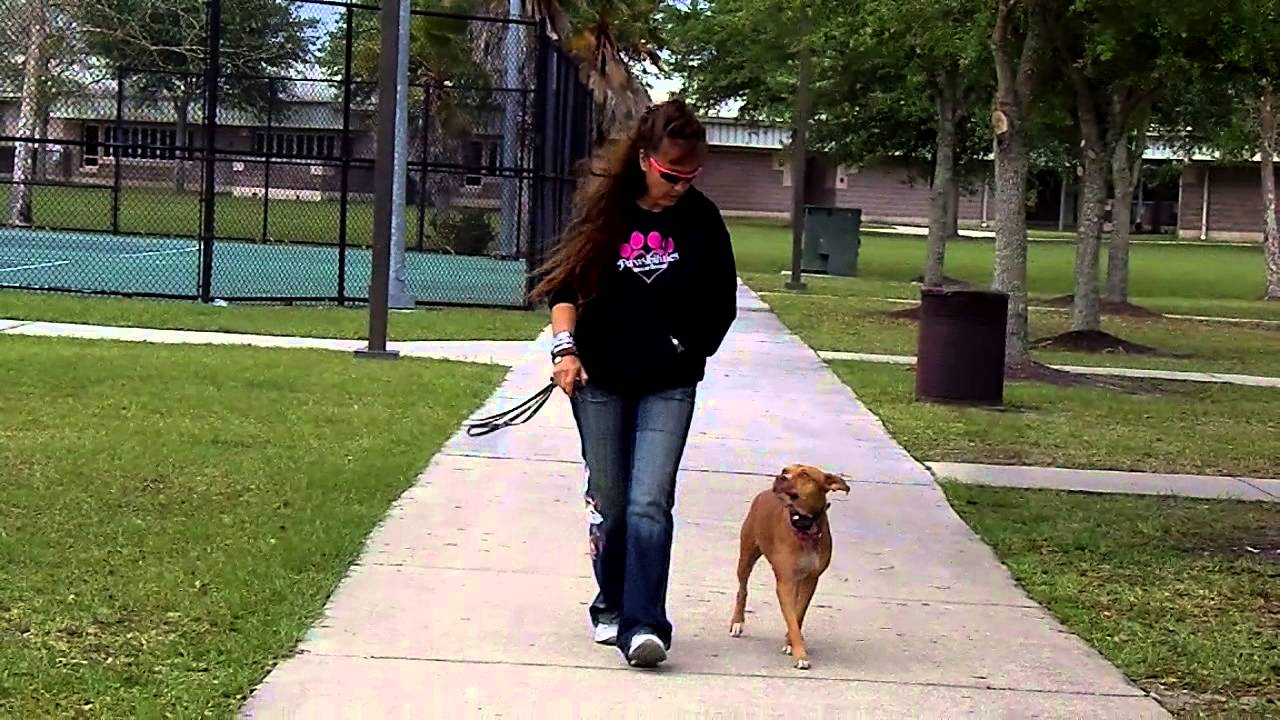 ADOPTABLE Pit Bull Checkers Heel and Down Dogtra Remote Pager - YouTube