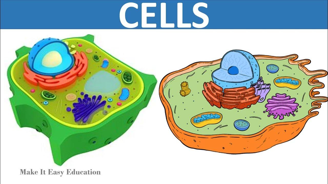 PLANTS AND ANIMALS CELLS || PROKARYOTIC AND EUKARYOTIC CELLS || SCIENCE ...