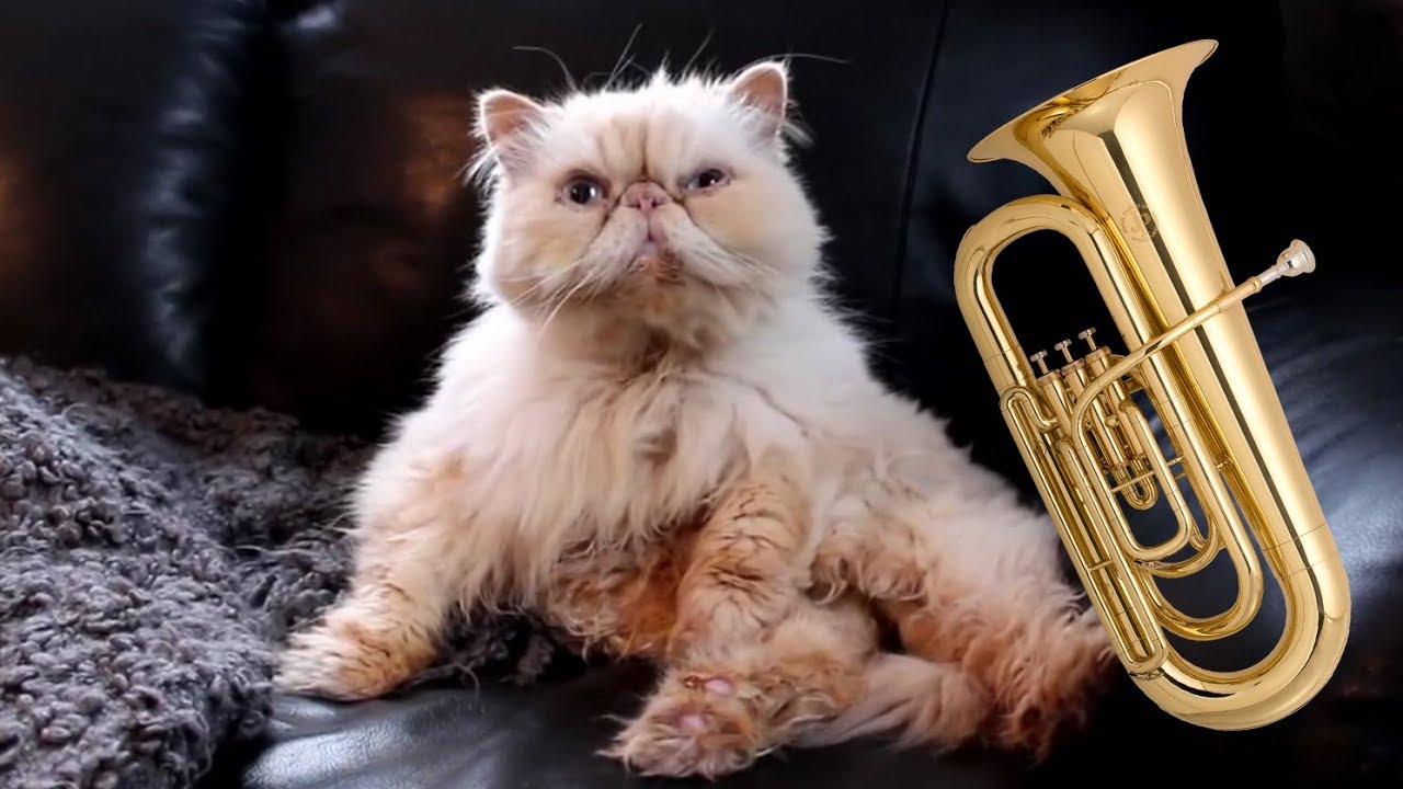 Fat cat tuba song - Two Stupid Cats Shorts #9 - YouTube