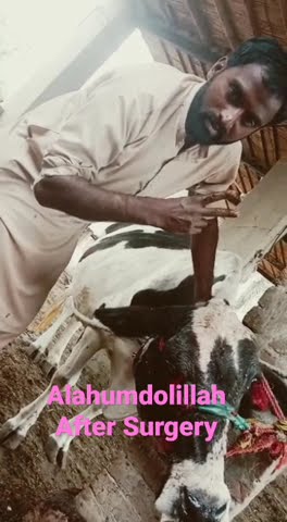 After Surgery Of Eye Enucleation of Cow - YouTube