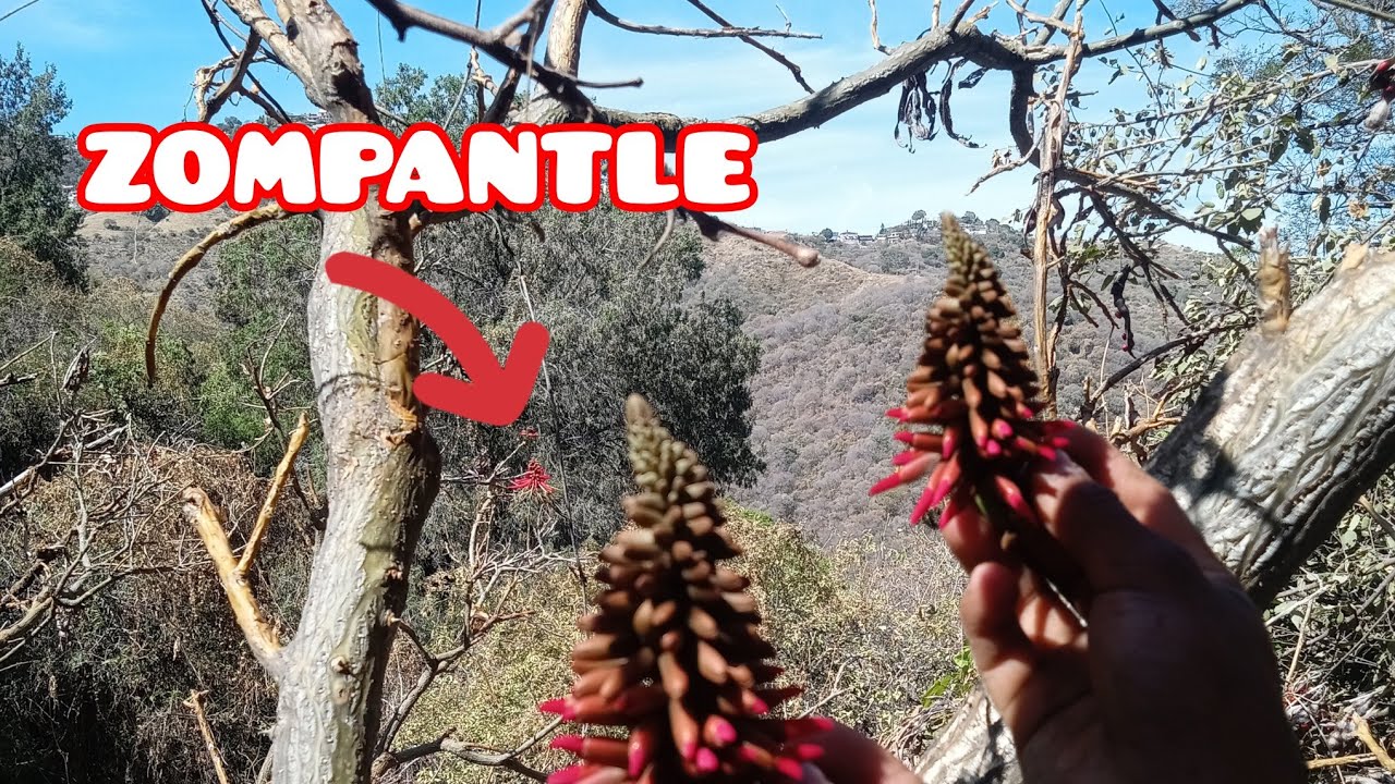 ZOMPANTLE platillo prehispánico ¿los conocías? un manjar de los dioses ...