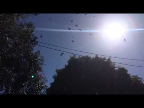 Swarming Crows over trees - YouTube