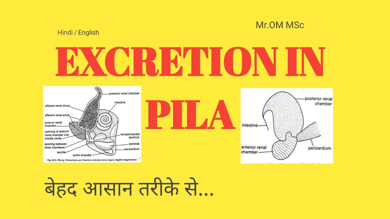 Excretion in pila | पाईला में उत्सर्जन | IN MOLLUSCA FOR #MSc | NEET ...