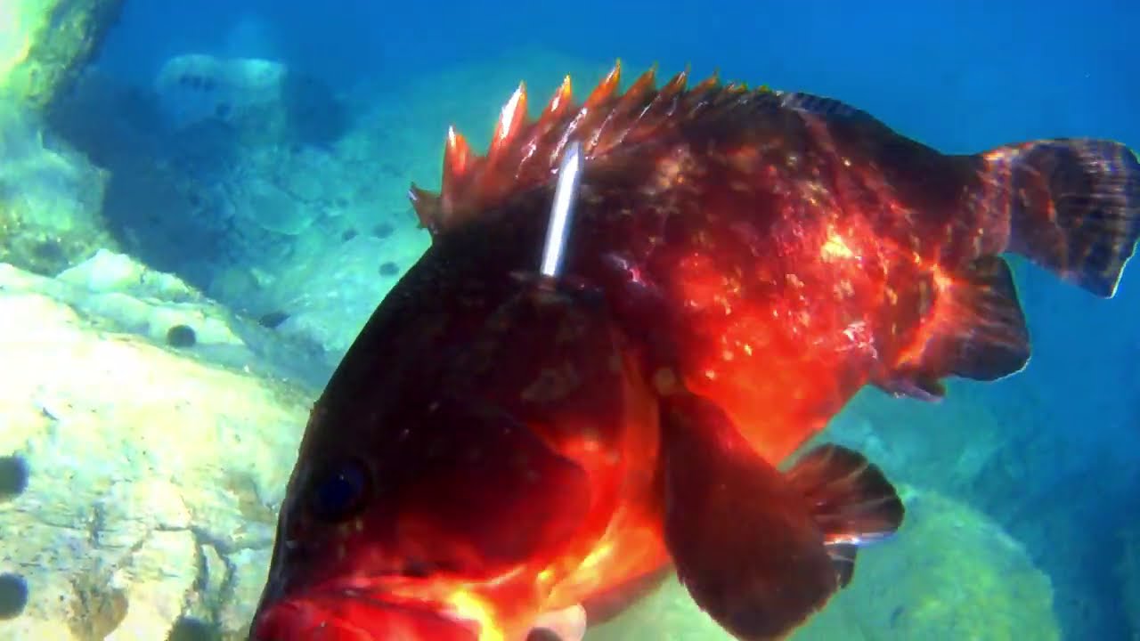 * Ρηχό Ψαροντούφεκο απο 0,5 έως 2,9 μέτρα * - * Shallow Spearfishing ...