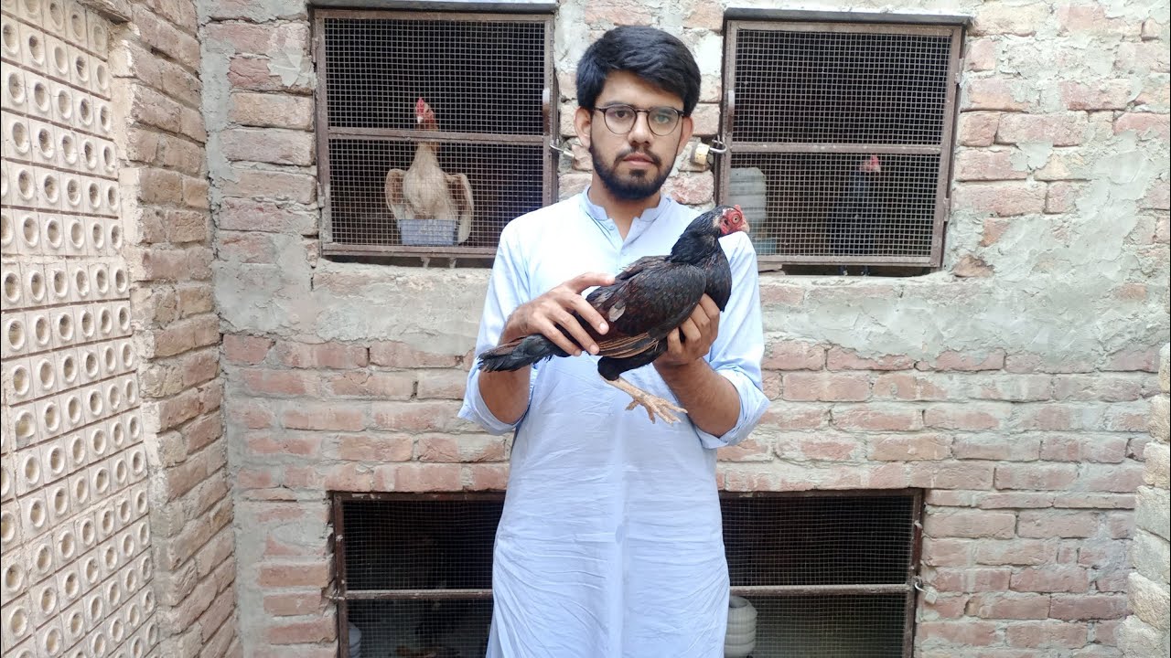 Nayii Kurak Murghi Lay Aya Main 😍 | P for Pets - YouTube