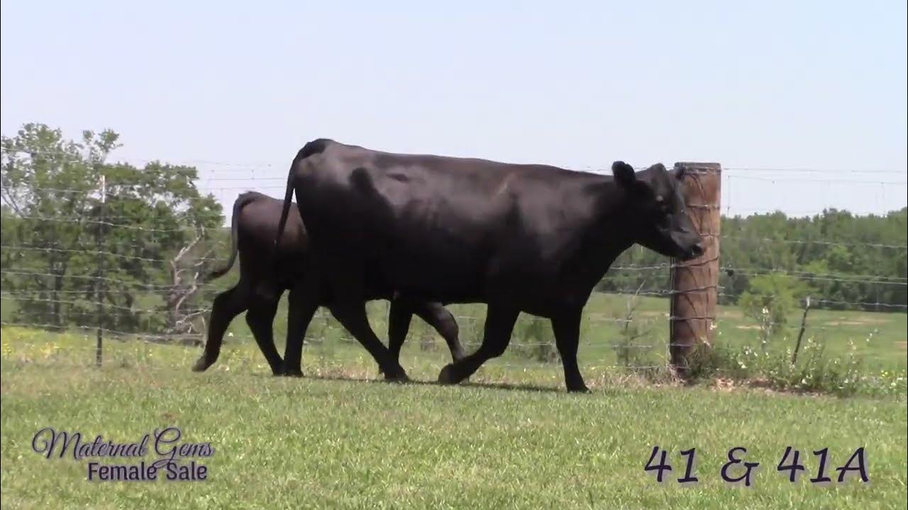 Maternal Gems Lot 41 and 41A - YouTube