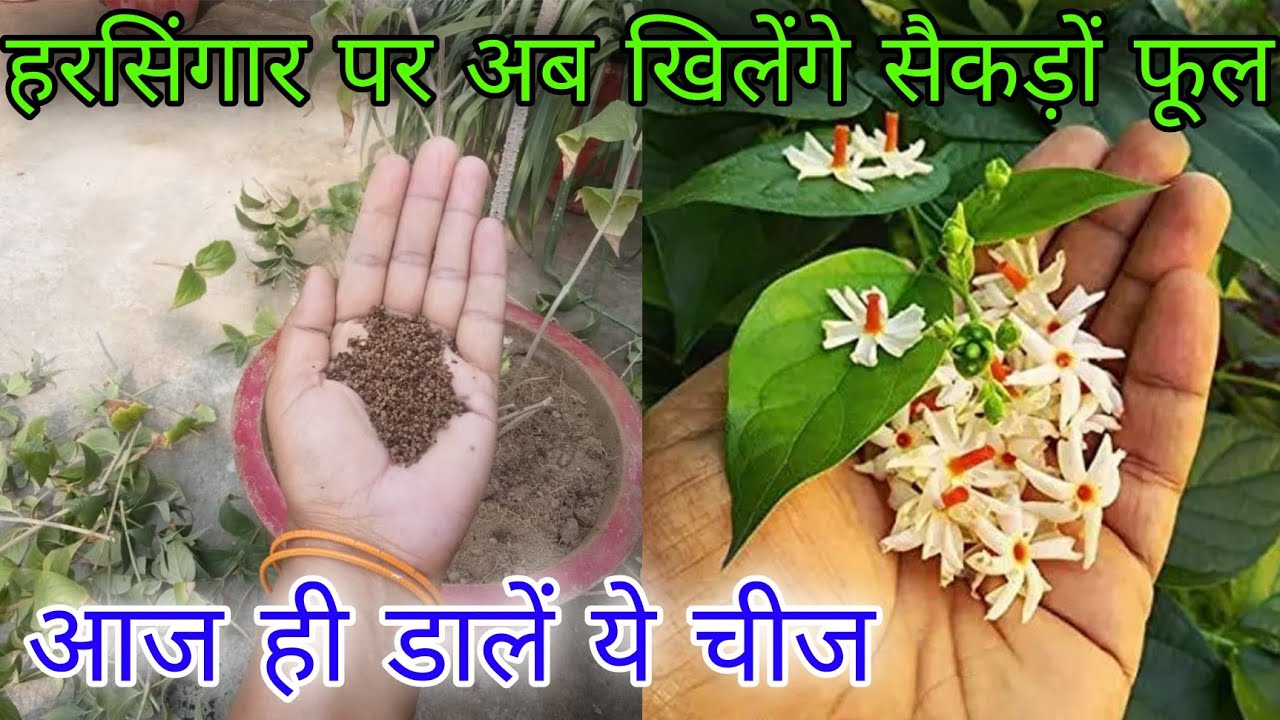Harshringar plant care and fertilizer | हरसिंगार पारिजात | Parijaat ...
