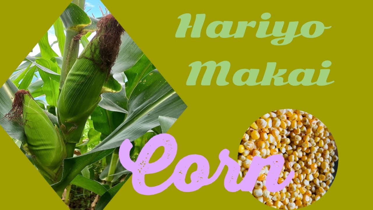 🌽 corn, hariyo makai - YouTube