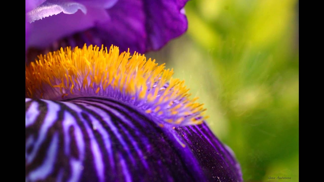 guna design flower impressions - YouTube