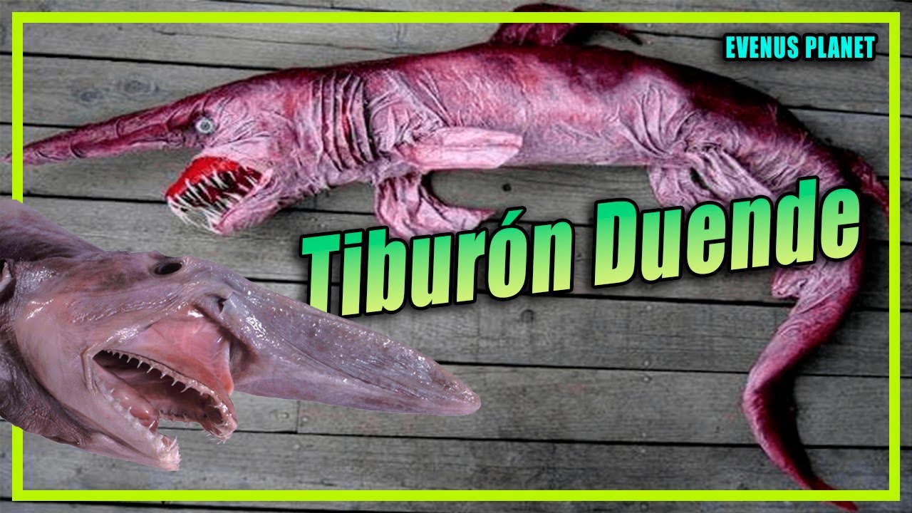 Tiburón Duende - Animales Tenebrosos Ep.12 (Mitsukurina owstoni) - YouTube