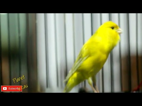 Tunable yellow canaries sound to stimulate the sound of bird material - YouTube