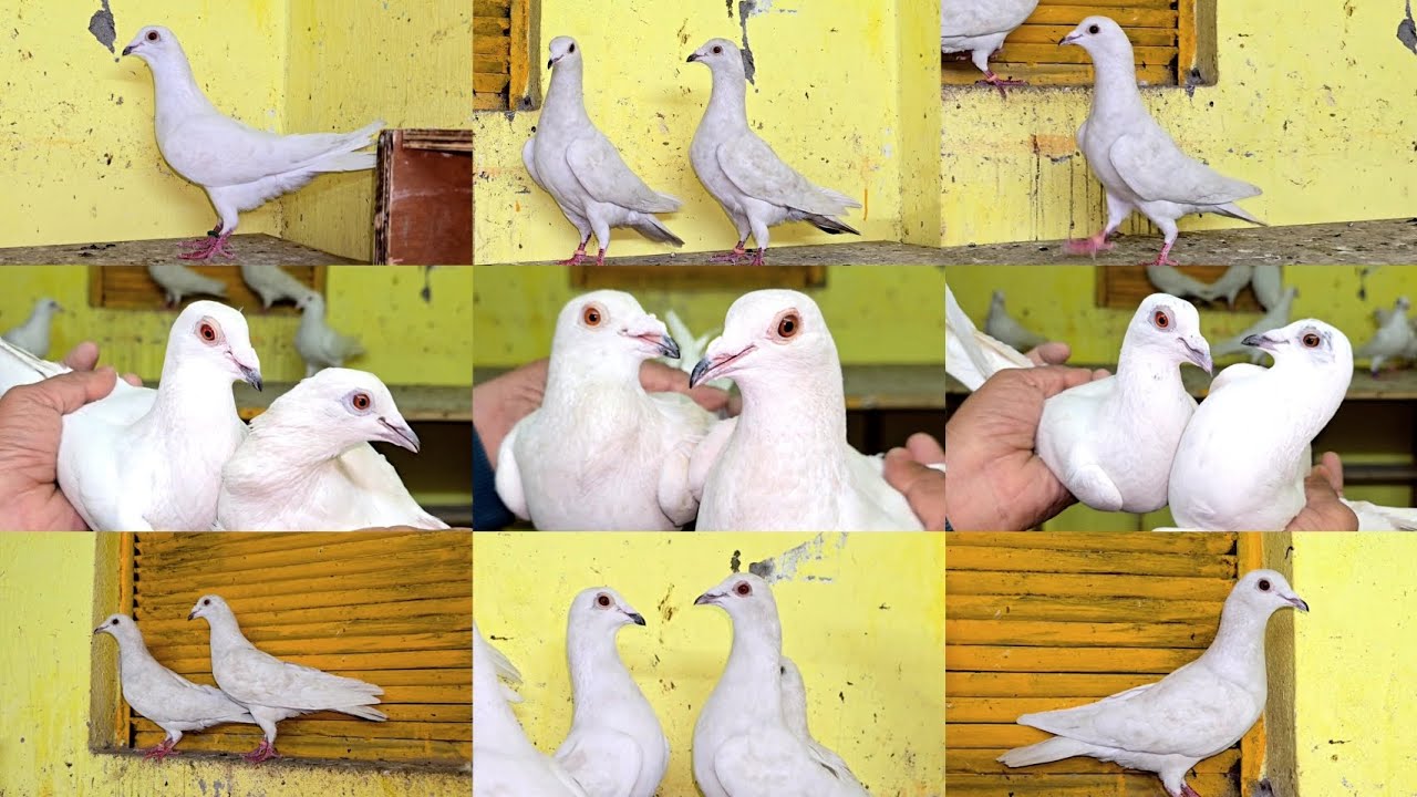 6 February Aaj le aaye 4 Jode Safed madrasi lage lagaye taw band FULL ...