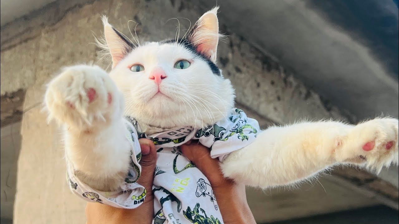 Kaltu এর কি বিচার করা যায়? 🙄। Kaltu Raz।Cat Funny Video। cat video ...