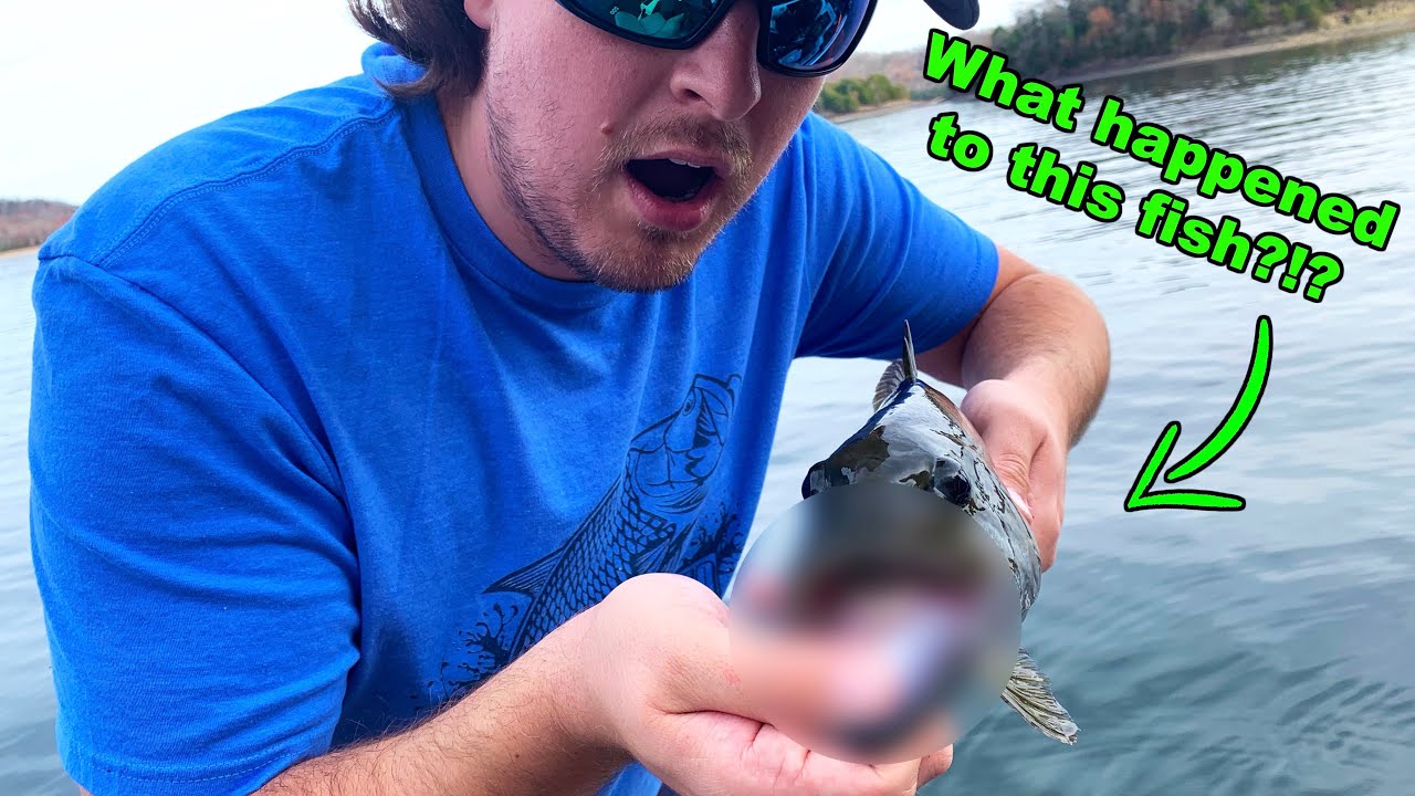 Fishing Bluff Walls for Late Fall Smallmouth | Dale Hollow Lake - YouTube