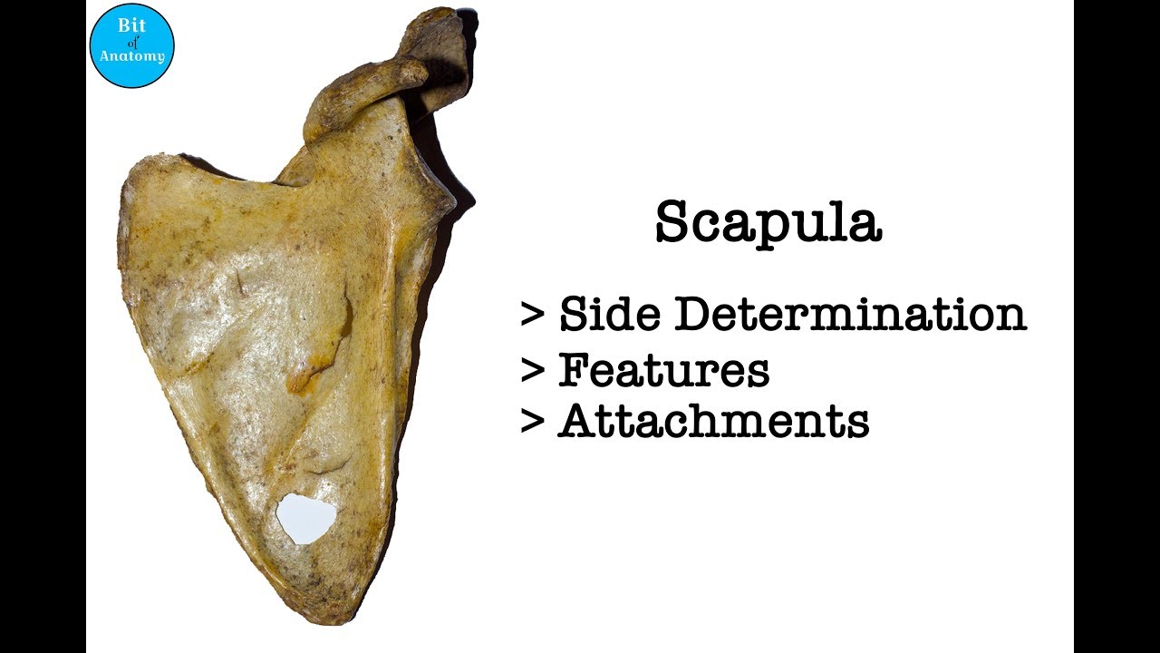 Osteology: Scapula. - YouTube