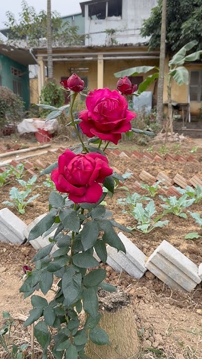 The beauty of roses. - YouTube