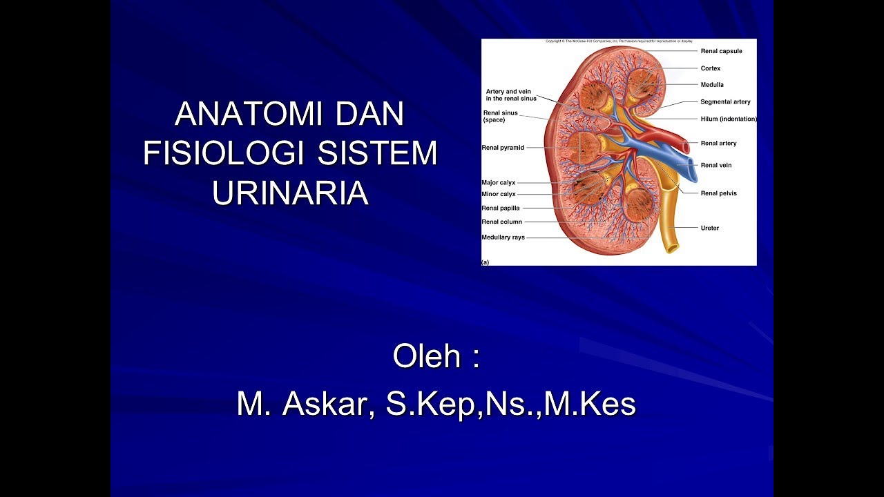Anatomi Fisiologi Sistem Urinaria Bagian 1 - YouTube