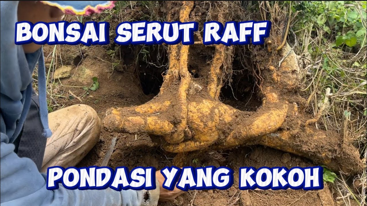 Bonsai serut raff dengan pondasi yang sangat kokoh - YouTube