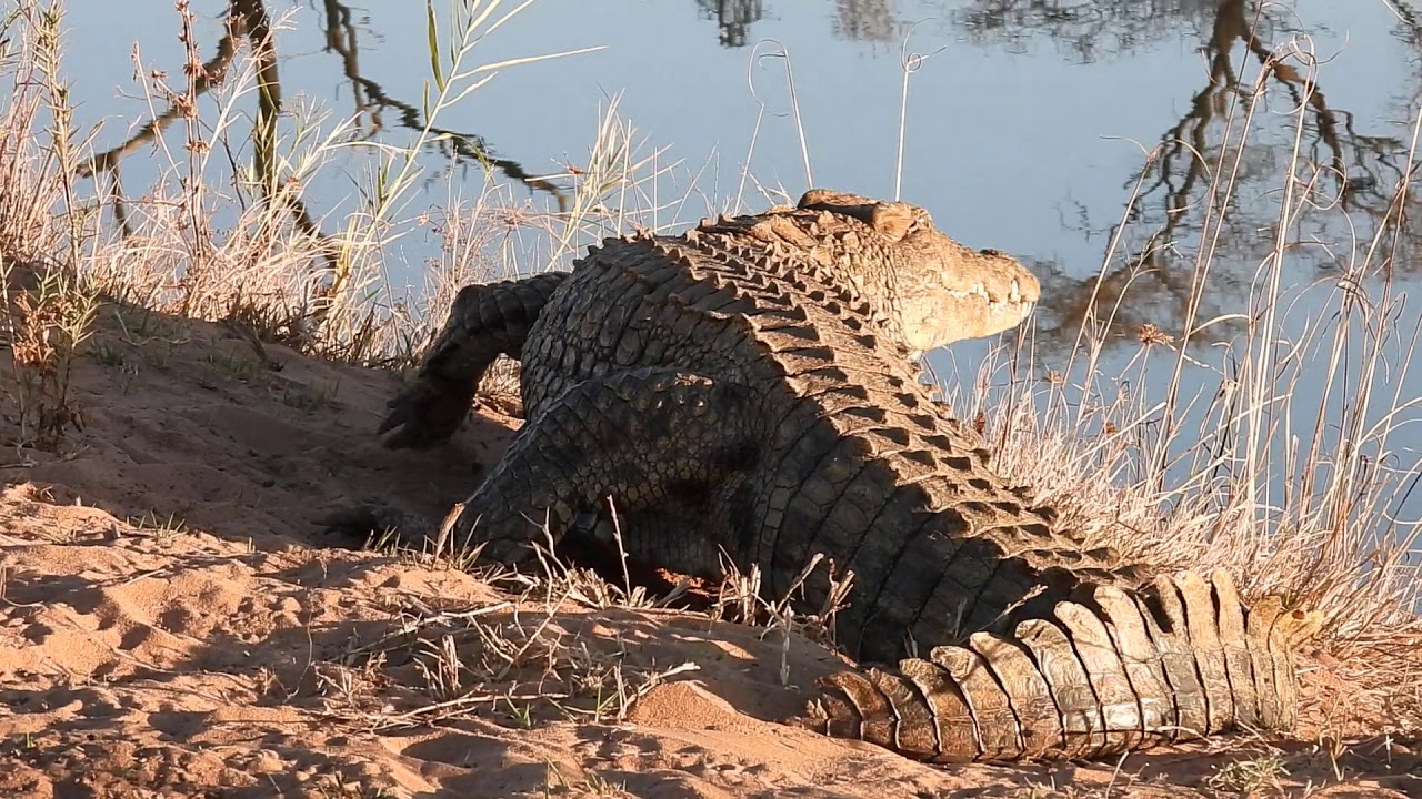 Crocodile slipping into the Mokolo River - YouTube