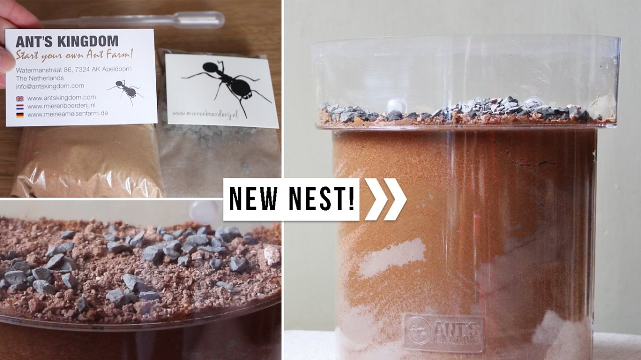Setting Up A New Ant's Nest! - YouTube
