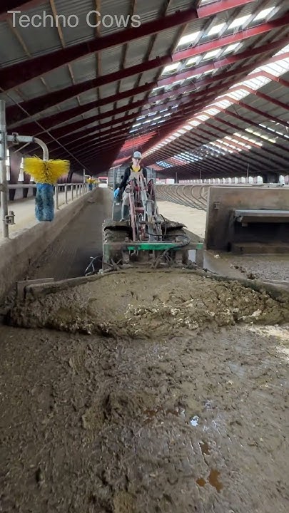 Pretty Girl On The Tractor Cleaning Manure In Cowshed Girl Howto Work Cow Farming