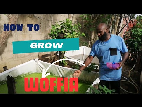 How To Grow Wolffia Globosa| World Smallest plant - YouTube
