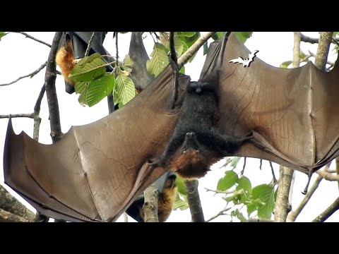 Bats | Megabats | roost/camp | flying-fox | Fruit bat /\^..^/\ - YouTube