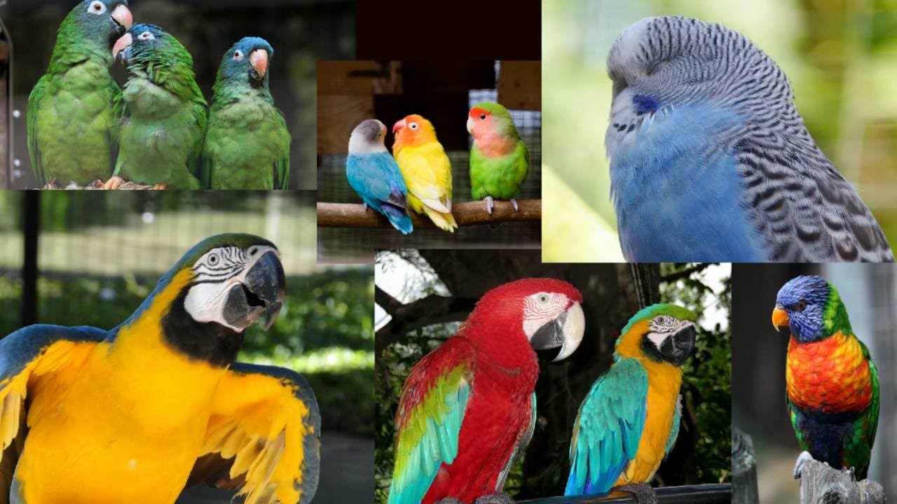 Building A Duck Aviary - YouTube