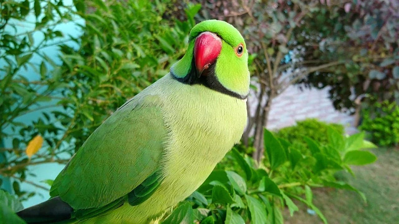 Parrot Calling All The Birds - YouTube