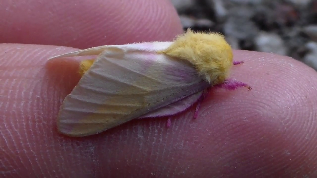 YELLOW ROSY MAPLE MOTH? My first Dryocampa! - YouTube