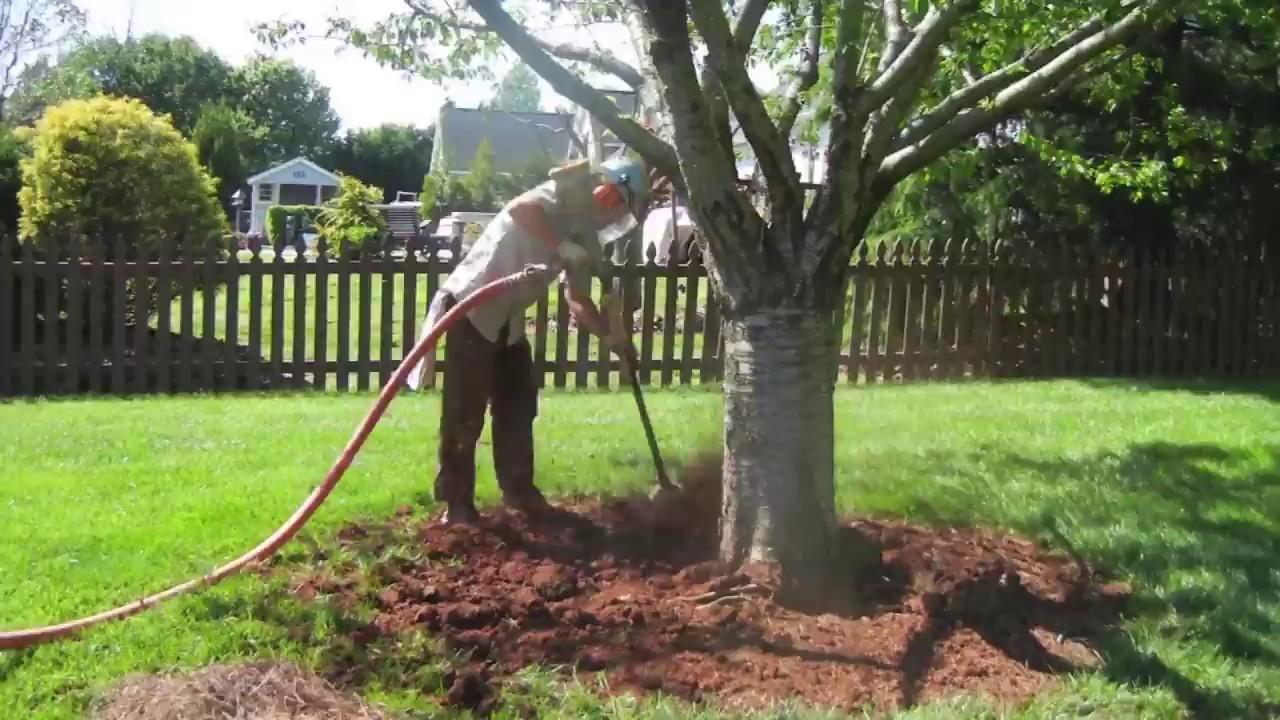 How to do Cherry Tree Aeration & Decompaction - YouTube