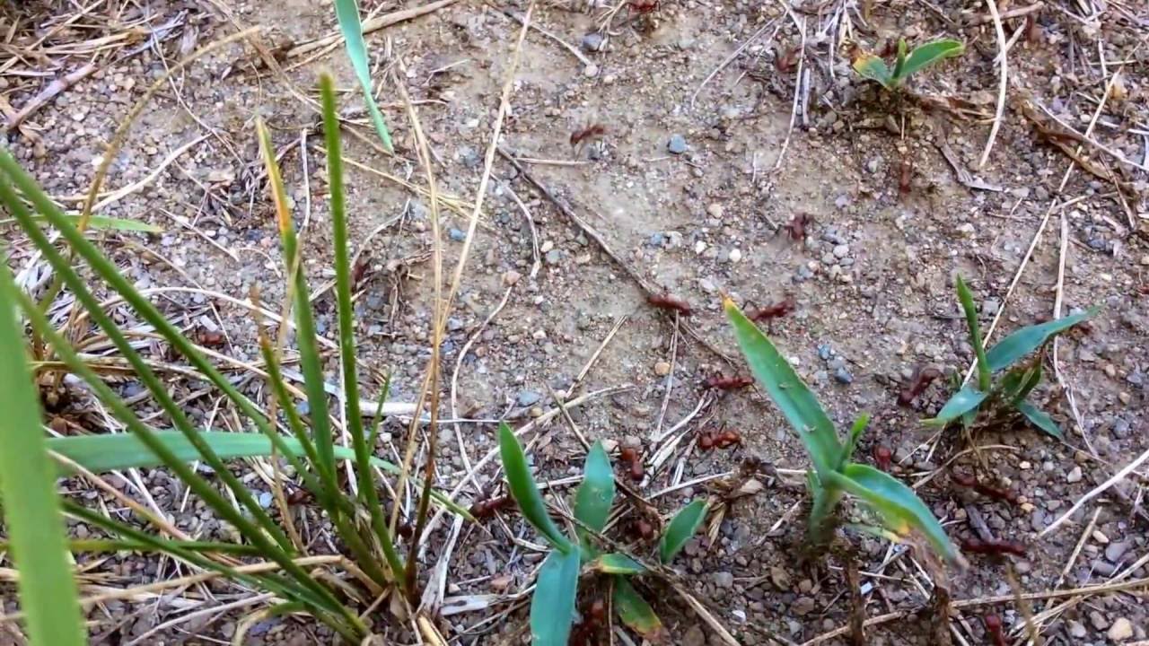 Slavemaking Ant Raid- Polyergus lucidus - YouTube