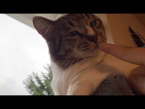 Cat chomp finger - YouTube